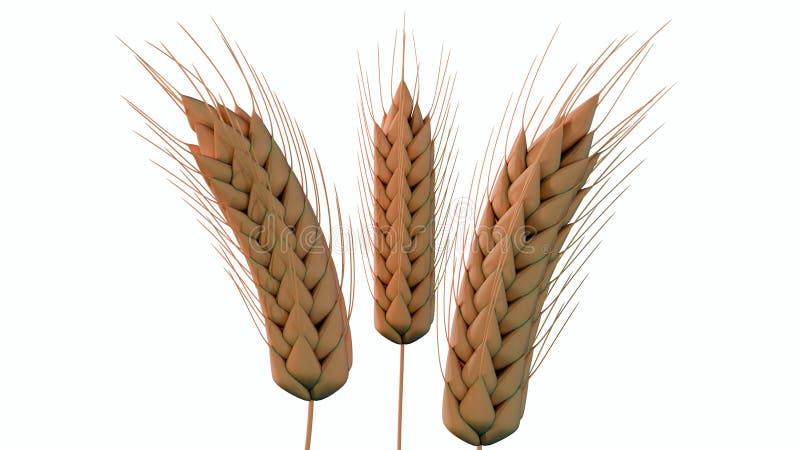 A 3D Rendering of Isolated Wheat Stalks Stock Illustration ...