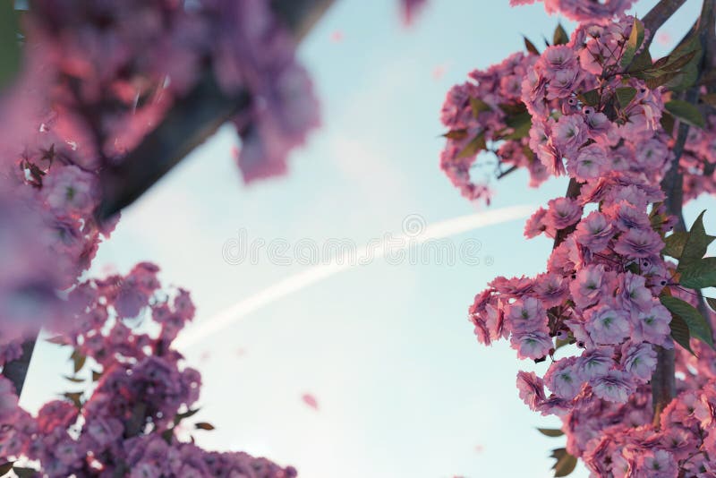 3d Rendering Japanese Sakura Tree Pink Flower Stock Photos - Free ...