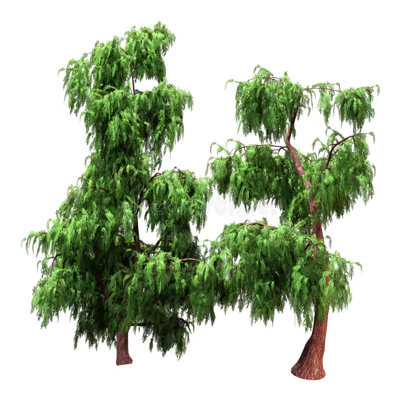 3D Rendering Kashmir Cypress Trees on White Stock Illustration ...