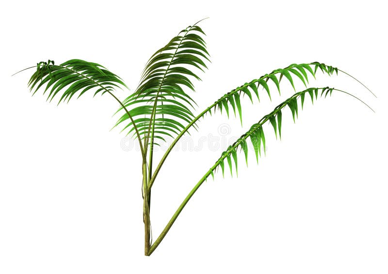 3D Rendering Kentia Palm Tree on White Stock Illustration ...