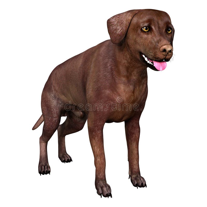 3D Rendering Labrador Dog on White Stock Illustration - Illustration of ...