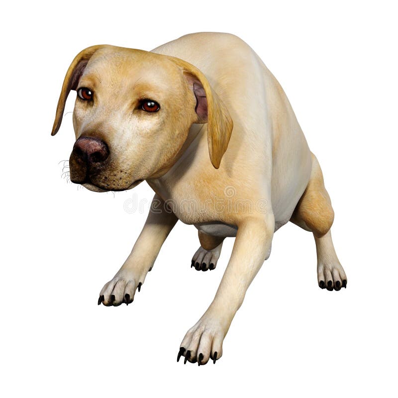 Yellow Lab Dog Stock Illustrations – 385 Yellow Lab Dog Stock ...