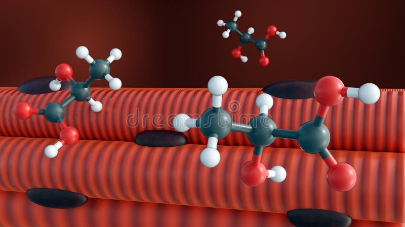 3d Rendering of Lactic Acid Molecules and Skeletal Muscle. Stock ...