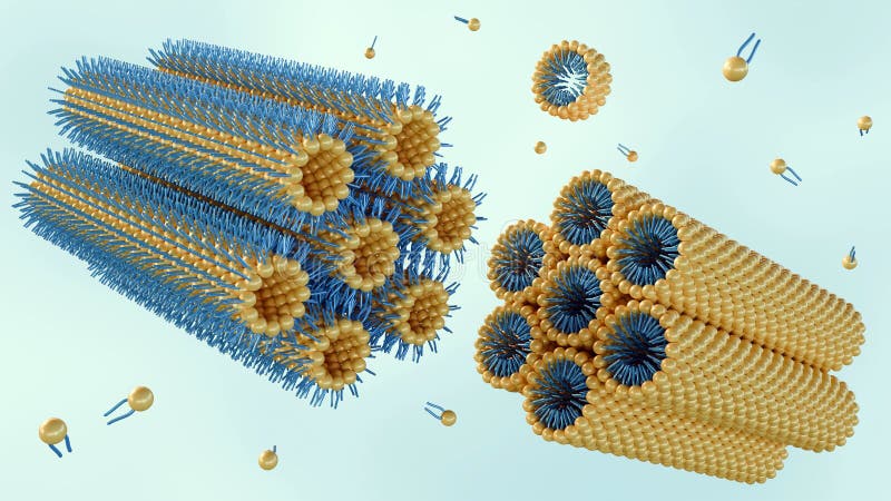 Lipid Monolayer Stock Illustrations – 23 Lipid Monolayer Stock ...