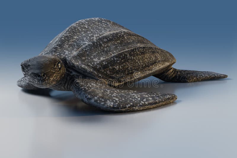 Leatherback Turtle Stock Illustrations – 355 Leatherback Turtle Stock ...