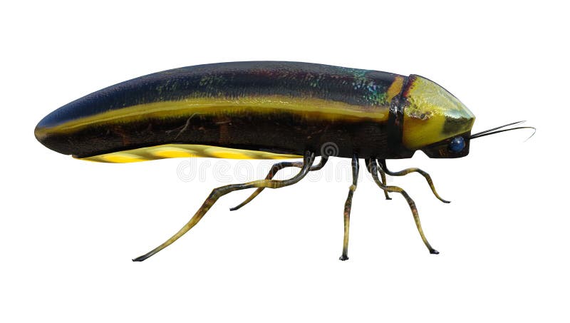 3D Rendering Lightning Bug on White Stock Illustration - Illustration ...