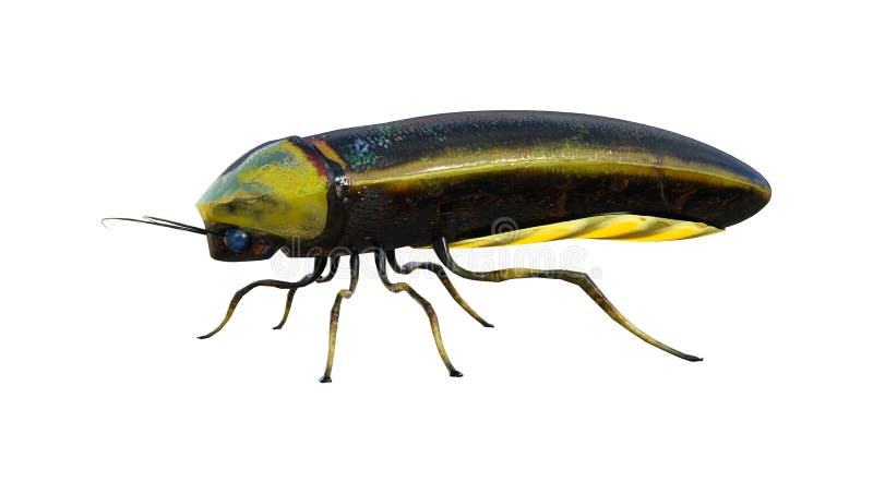 Lightning Bug Isolated Stock Illustrations – 359 Lightning Bug Isolated ...