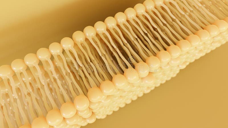 3D Rendering Lipid Bi-layer Cell Anatomy - 3D Rendering Stock ...