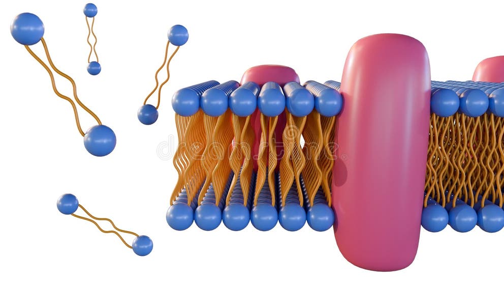 Lipid Monolayer Stock Illustrations – 23 Lipid Monolayer Stock ...