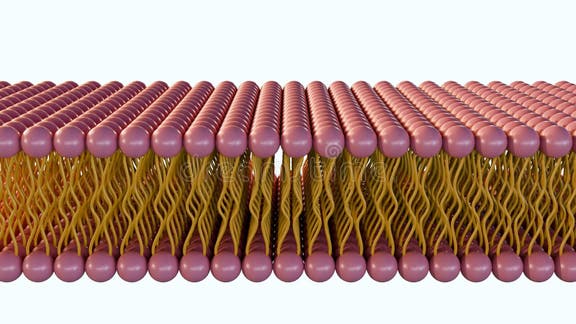 3d Rendering of Lipid Monolayer on Archaea Membrane Stock Illustration ...