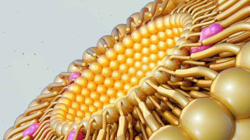 3D Rendering of Liposome Bilayer with Cholesterol Molecules Stock ...