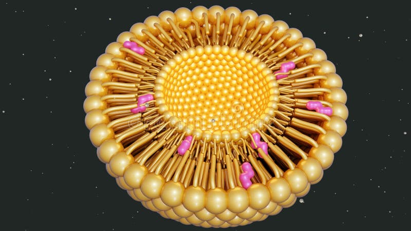 3D Rendering of Liposome Bilayer with Cholesterol Molecules Stock ...