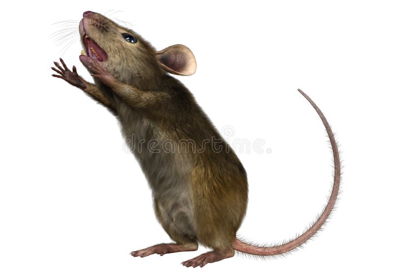 Begging Mouse Stock Illustrations – 69 Begging Mouse Stock ...