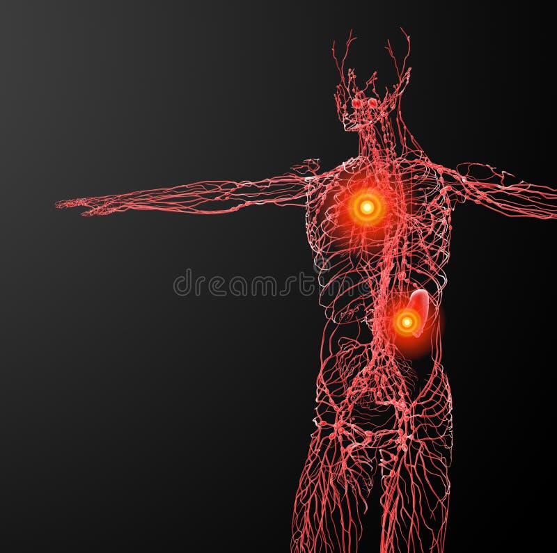 3D Rendering Illustration of Lymphatic System Stock Illustration ...