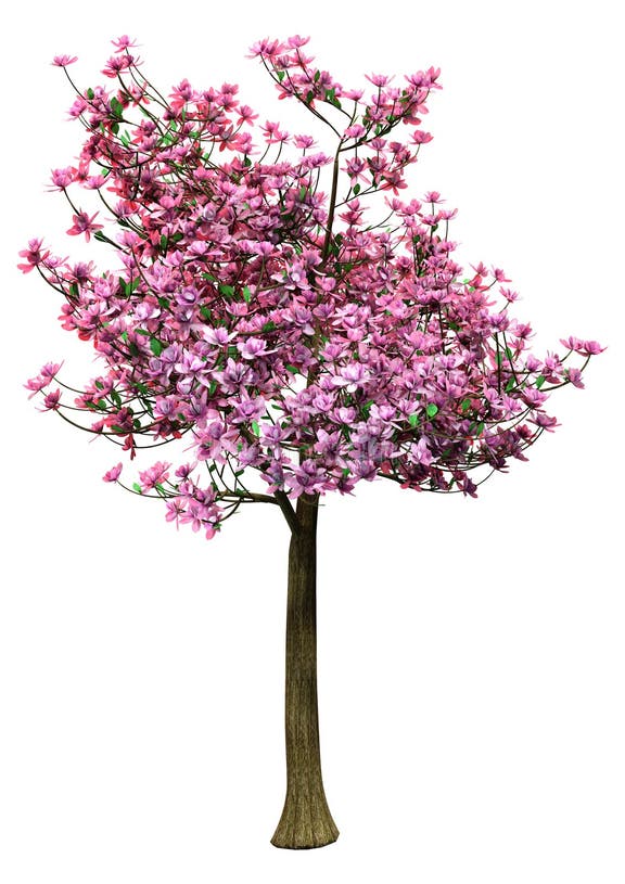 3D Rendering Magnolia Tree on White Stock Illustration - Illustration ...