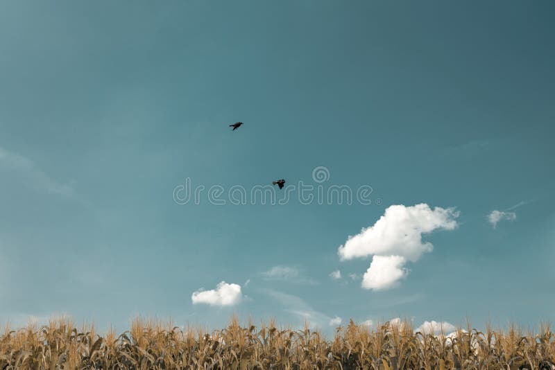 3d Rendering of Maize Field in Front of Blue Sky and Flying Crows Stock ...