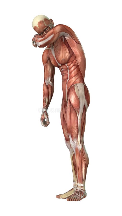 3D Rendering Male Figure Muscle Maps on White Stock Illustration ...
