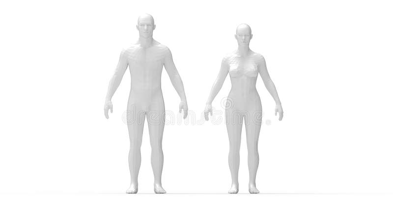 3D Rendering of a Man and a Woman Standing Anatomical Overview. Stock ...