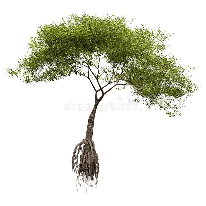 Bakawan Tree Drawing