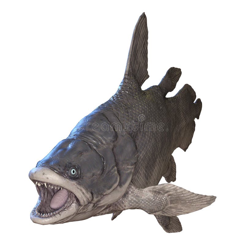 3D Rendering Mawsonia Fish on White Stock Illustration - Illustration ...