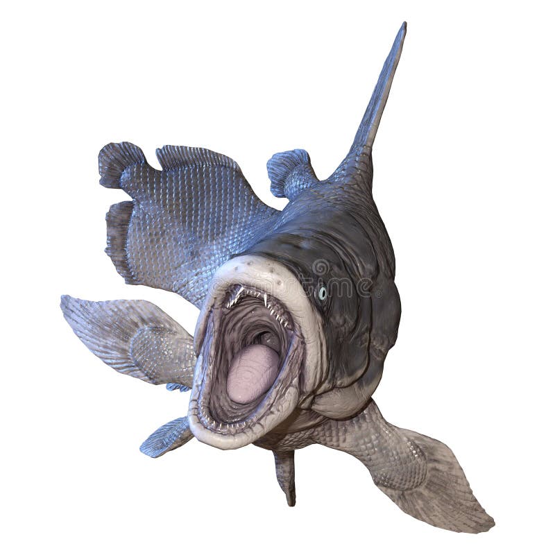 3D Rendering Mawsonia Fish on White Stock Illustration - Illustration ...