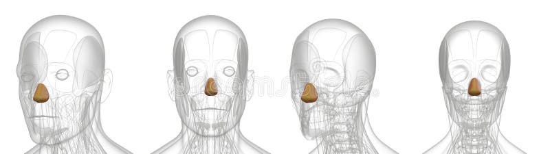 3d Rendering Medical Illustration of Dilator Naris Stock Illustration ...