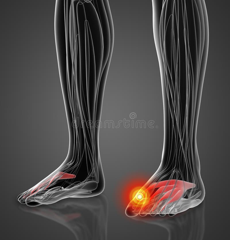 Foot Extensor Stock Illustrations – 97 Foot Extensor Stock ...