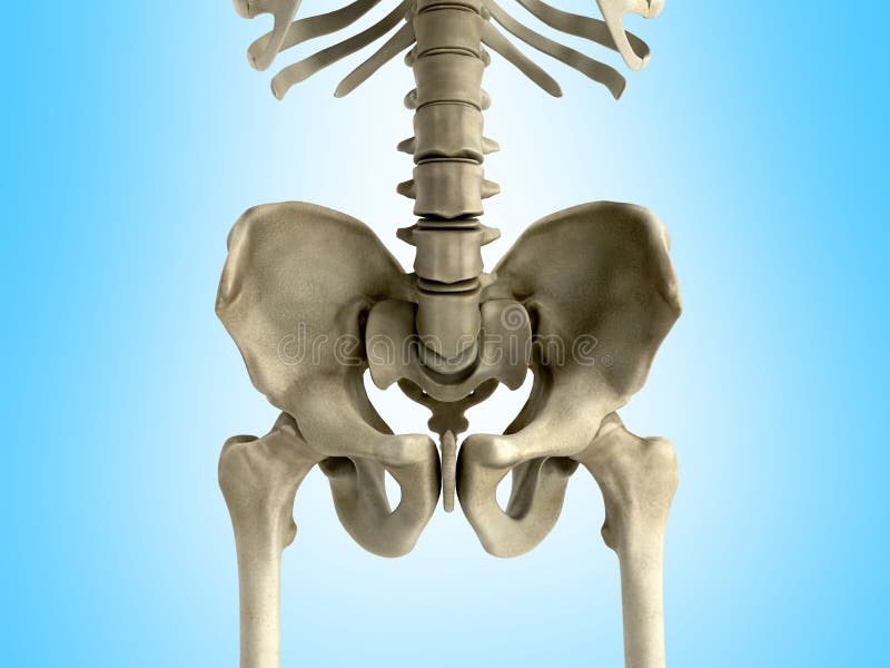 3D Rendering Medical Illustration of the Pelvis Bone on Blue Stock ...