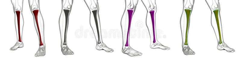 3d Rendering Medical Illustration of the Tibia Bone Stock Illustration ...