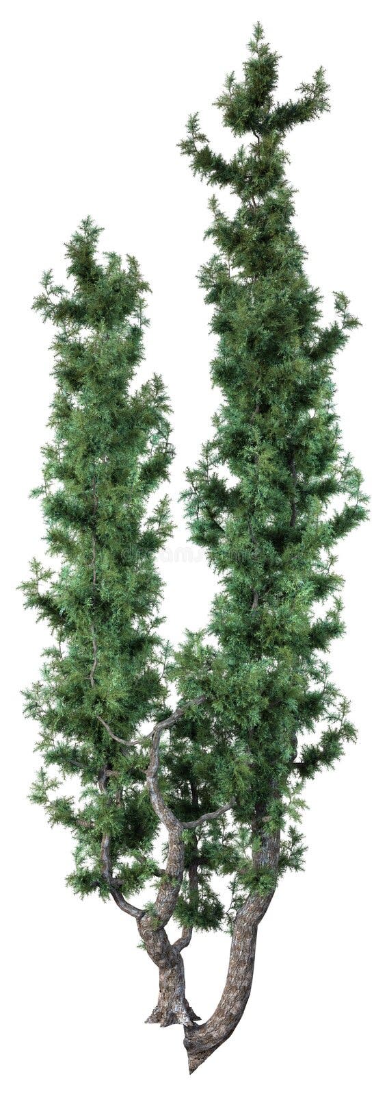 3D Rendering Mediterranean Juniper on White Stock Illustration ...