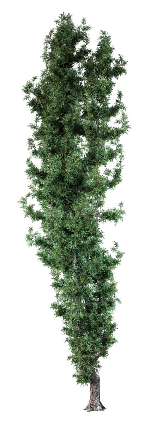 3D Rendering Mediterranean Juniper on White Stock Illustration ...