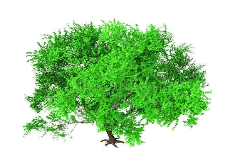 3D Rendering Momiji Tree on White Stock Illustration - Illustration of ...