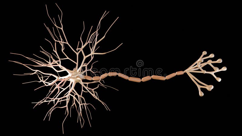 3d Rendering of Multipolar Neurons. Stock Illustration - Illustration ...