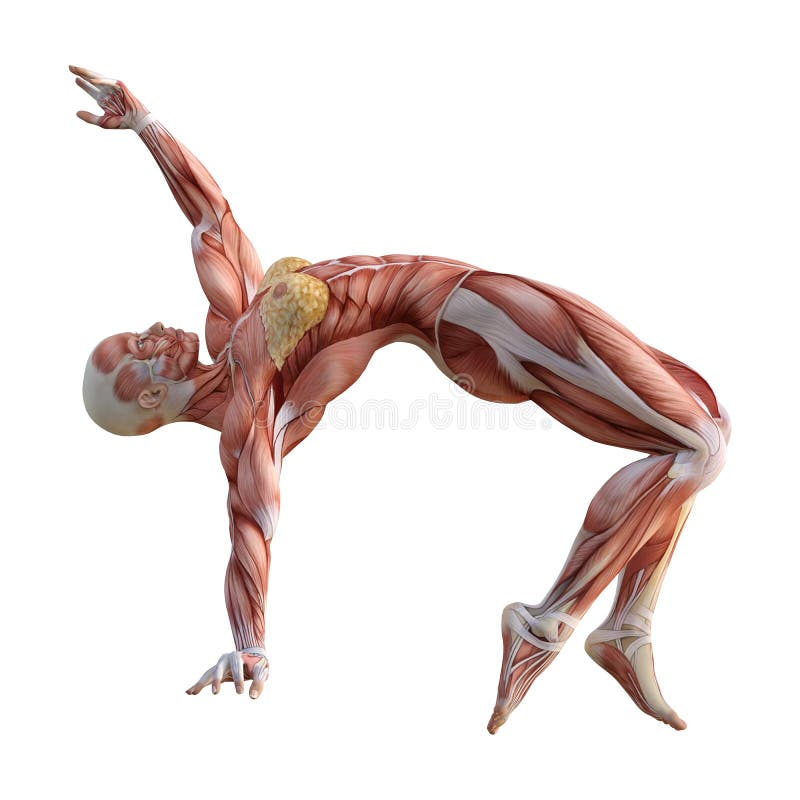 3d Rendering Muscle Maps Stock Illustrations – 321 3d Rendering Muscle ...