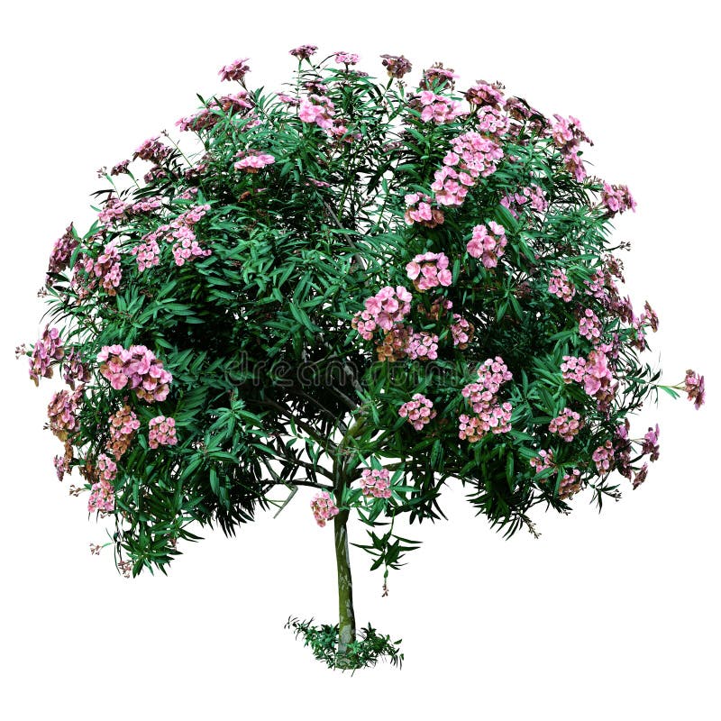 3D Rendering Nerium Oleander Tree on White Stock Illustration ...