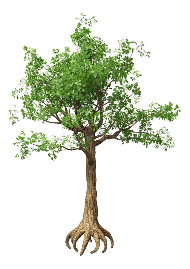 Green Nature Oak Tree 3d Rendering Stock Illustrations – 1,480 Green ...