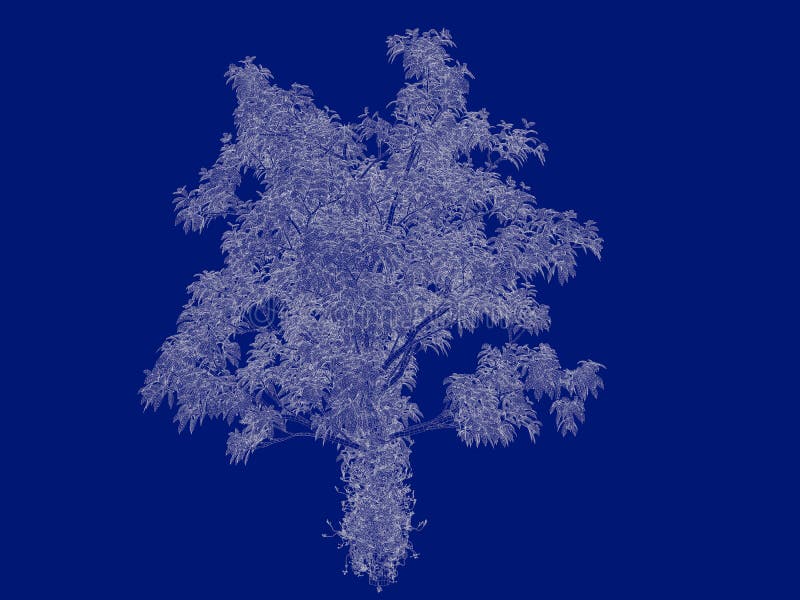 3d Rendering of an Outlined Tree Blueprint Isolated on Blue Back Stock ...