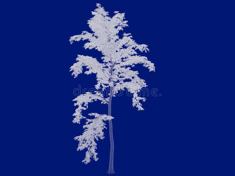 3d Rendering of an Outlined Tree Blueprint Isolated on Blue Back Stock ...