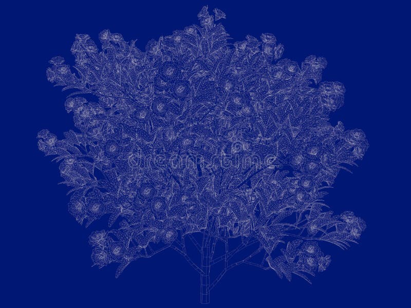 3d Rendering of an Outlined Tree Blueprint Isolated on Blue Back Stock ...