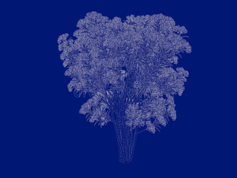 3d Rendering of an Outlined Tree Blueprint Isolated on Blue Back Stock ...