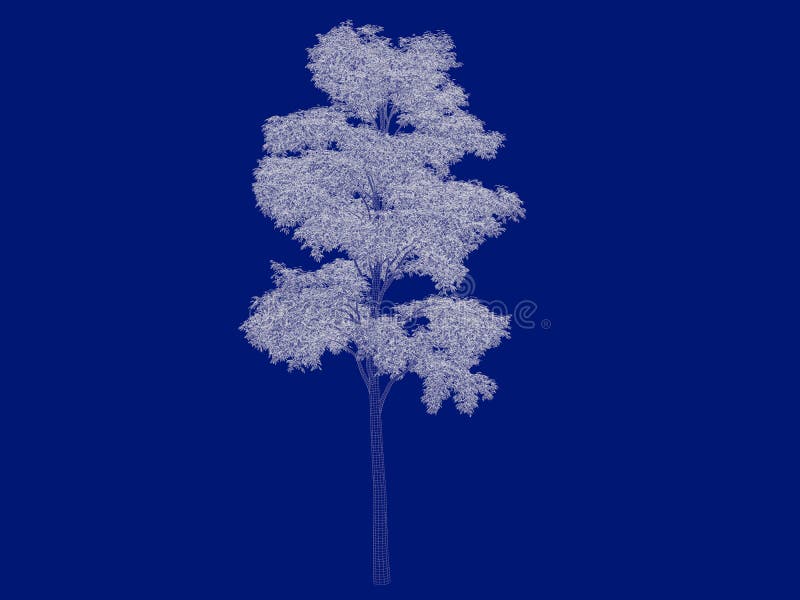3d Rendering of an Outlined Tree Blueprint Isolated on Blue Back Stock ...
