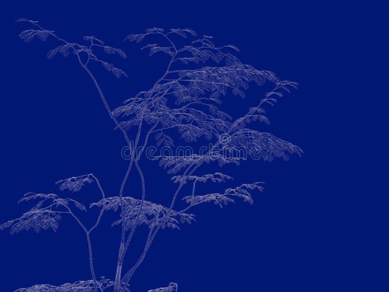 3d Rendering of an Outlined Tree Blueprint Isolated on Blue Back Stock ...