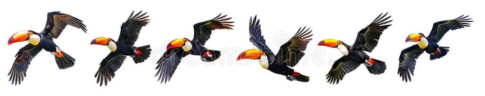 3D Rendering Pack of a Toco Toucan on Transparent Background Stock ...