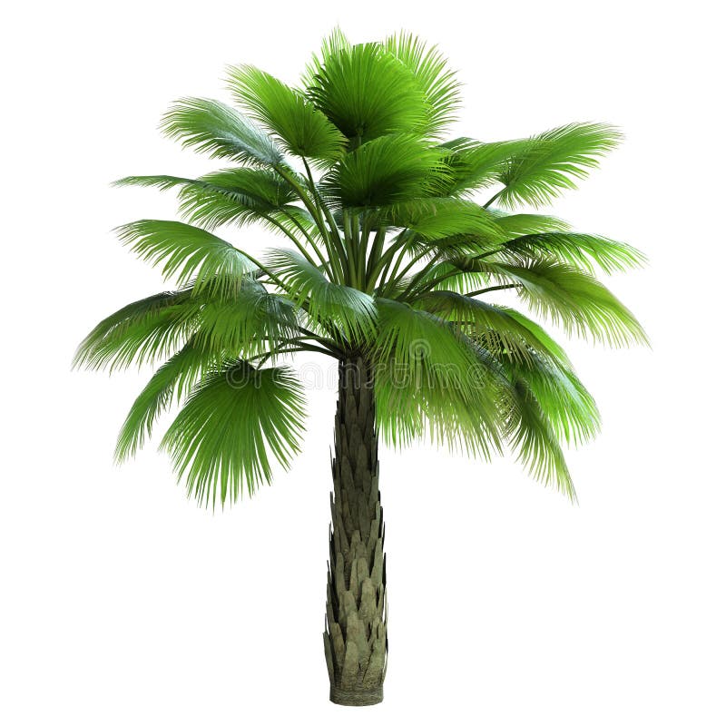 3D Rendering Palm Tree on White Stock Illustration - Illustration of ...