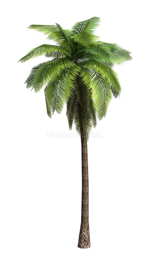 3D Rendering Palm Tree on White Stock Illustration - Illustration of ...
