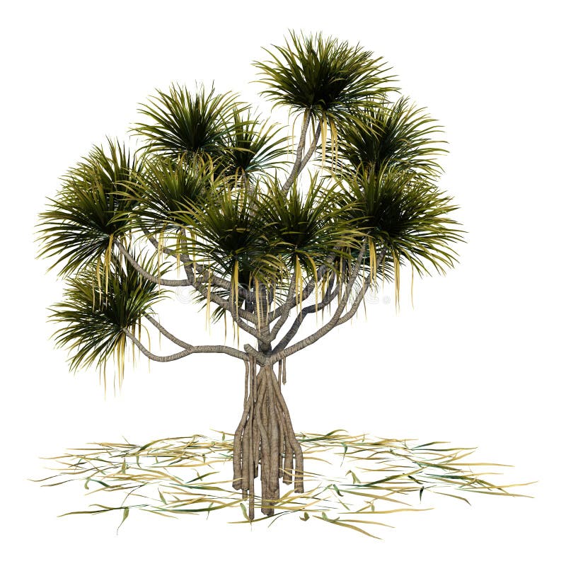 3D Rendering Pandanus Tree on White Stock Illustration - Illustration ...