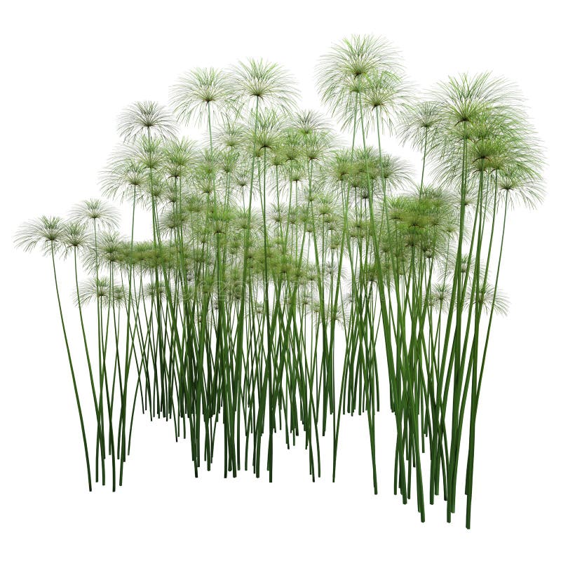 A Set of Cyperus Papyrus Plant on White Background Stock Vector ...