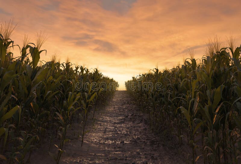 3d Rendering of Path between Two Corn Field in the Evening Sunlight ...