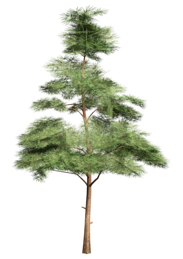 3D Rendering Pine Tree on White Stock Illustration - Illustration of ...