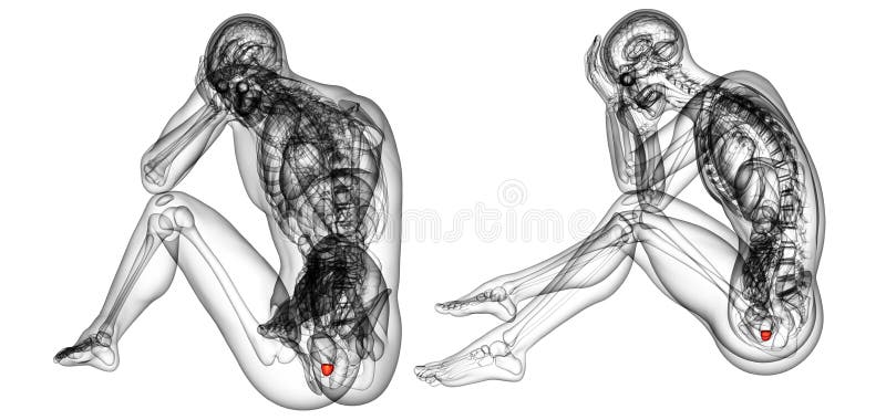 3d Rendering of the Prostate Gland Stock Illustration - Illustration of ...